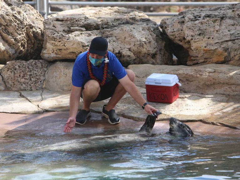 Marine Life Conservation Efforts at Sea Life Park - Hawaii Parent
