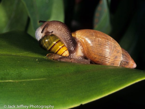 Slow but Steady: The Comeback of Hawai‘i’s Native Snails - Hawaii Parent